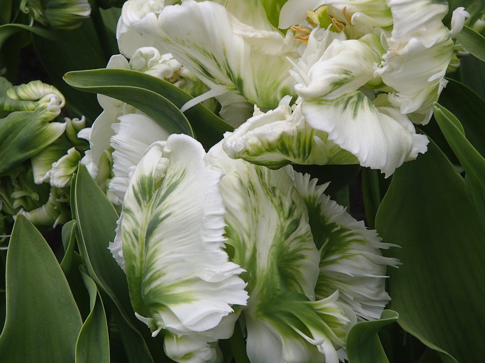 Tulip Shades | Love your light | Renter-friendly lighting for everyone ...